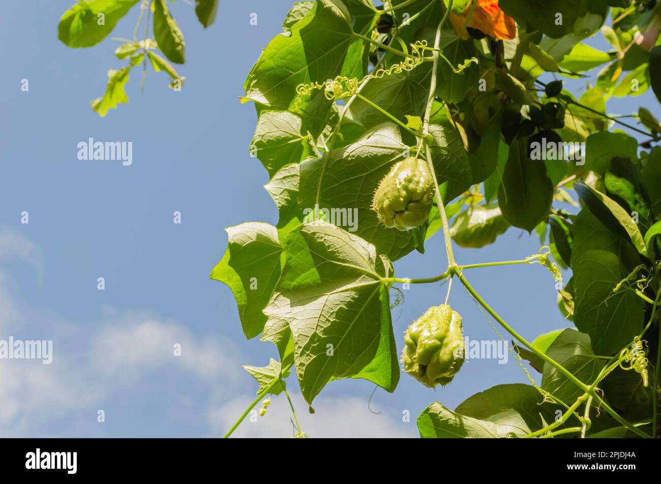 Cho sun hi-res stock photography and images - Alamy