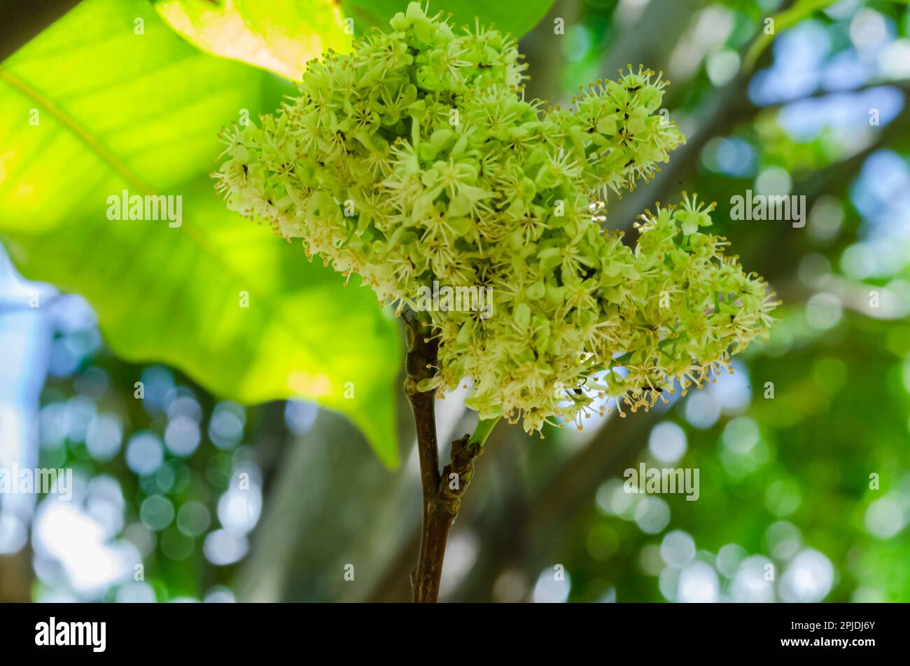 June Plum Blossom Stock Photo - Alamy