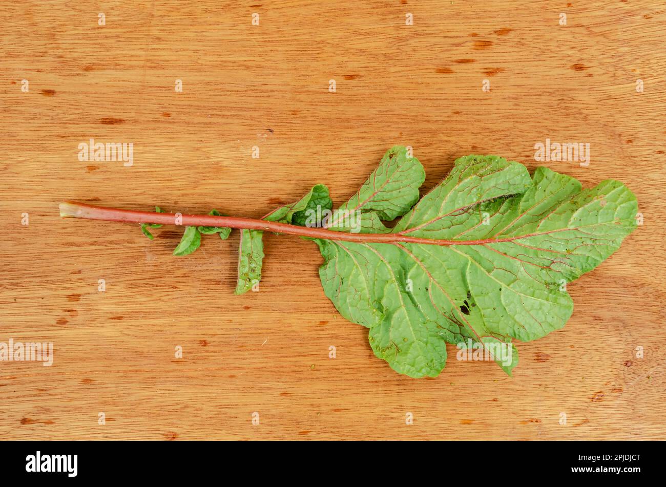 An isolated radish reaf with insect pests is on the surface of a ply ...