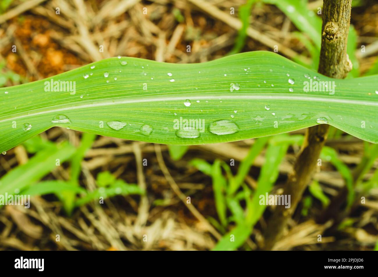 A long corn leaf has water droplets on its surface Stock Photo - Alamy