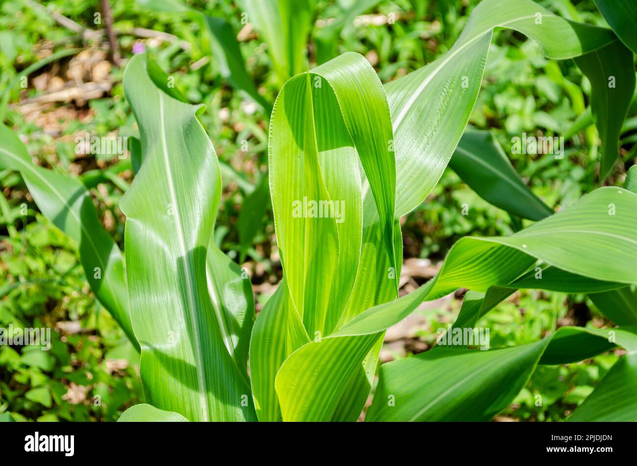 The thin long leaf at the top of the corn plant bends over the younger ...