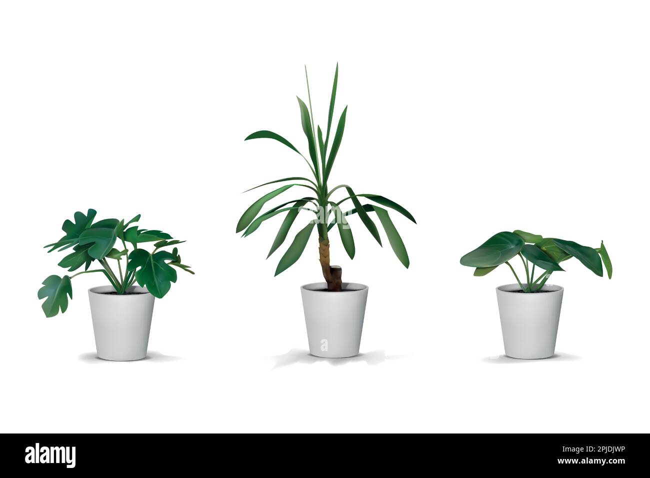 3D trees. Realistic natural houseplant. Tropical plant in flowerpot ...