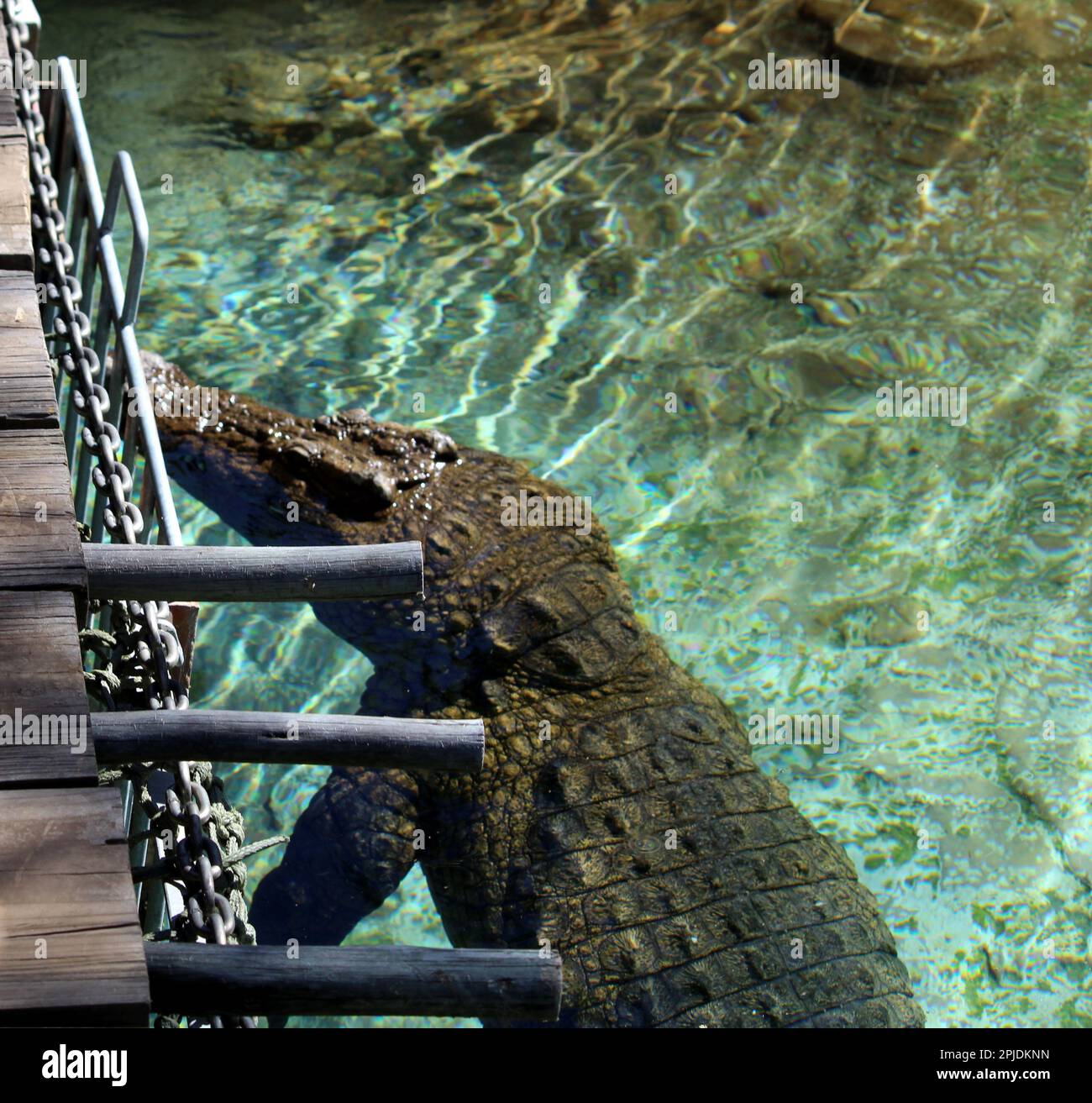 Nile crocodile (Crocodylus niloticus) enjoying swimming in a zoo : (pix ...