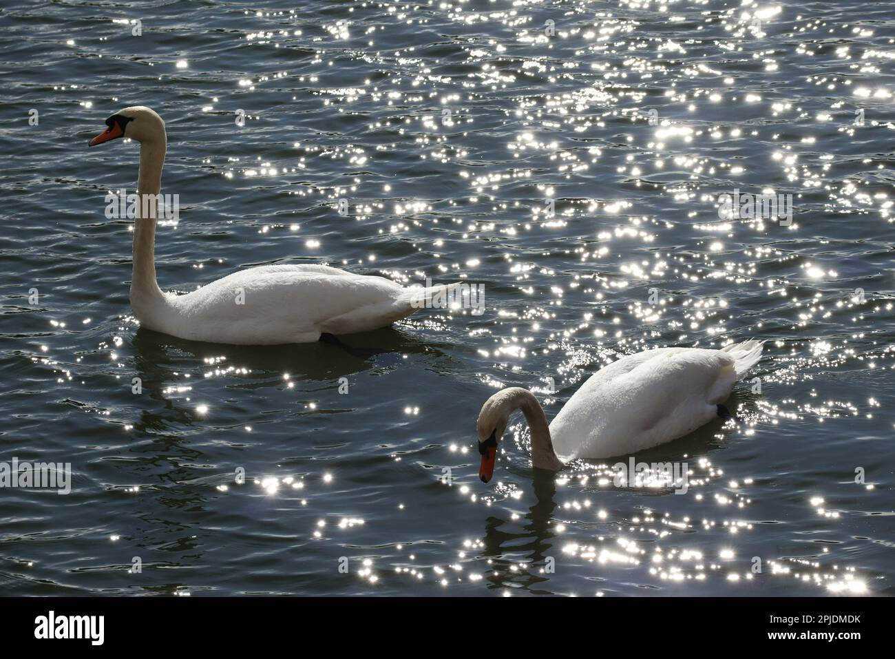 Swans show hi-res stock photography and images - Alamy