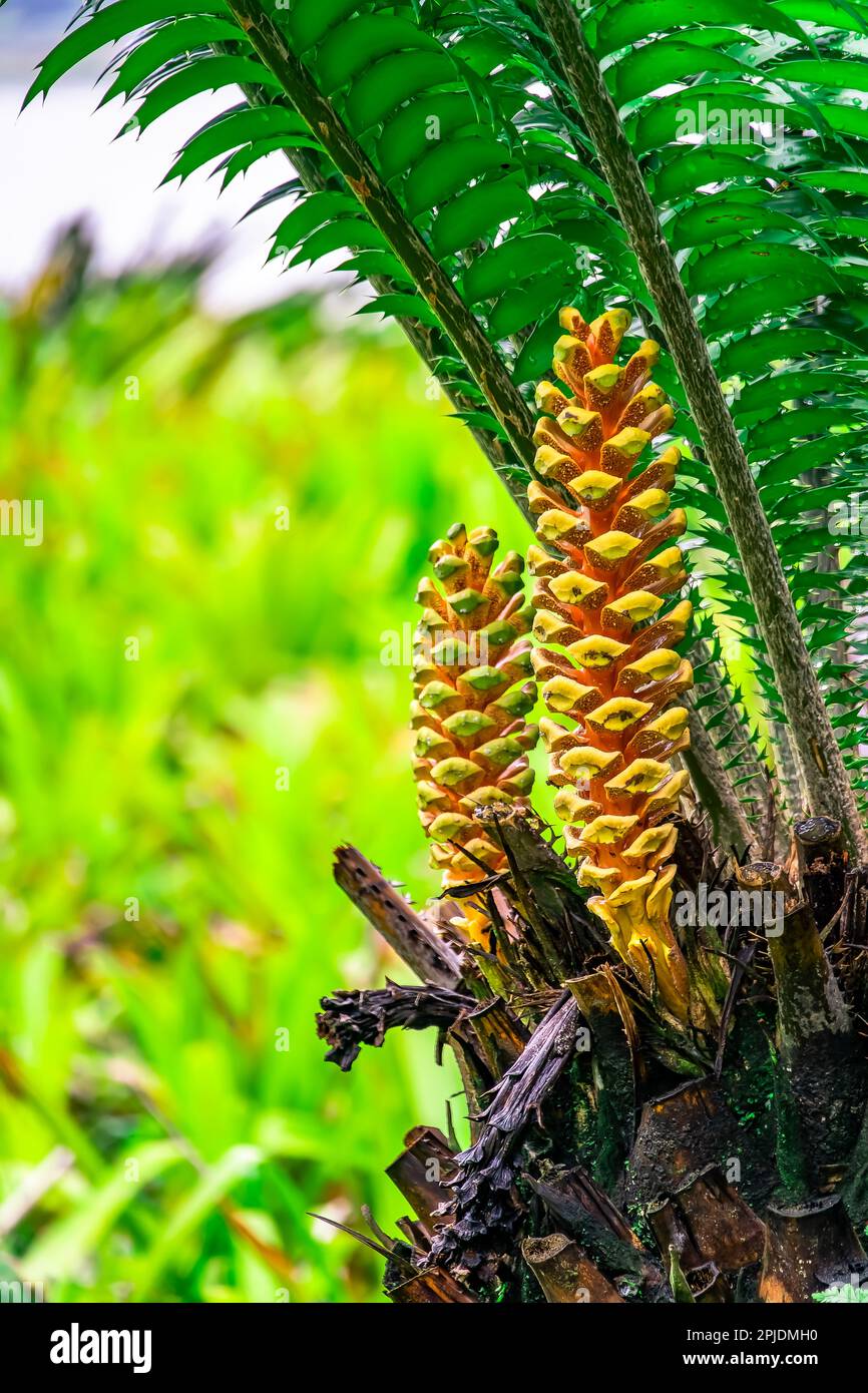 Cycad, Encephalartos woodii, rare, exotic and amazing plants Stock ...