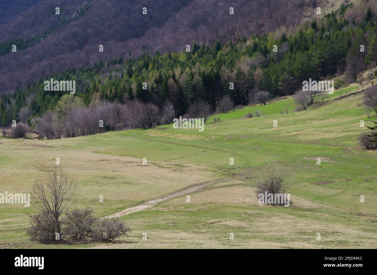 View of green valley with forest in the spring season Stock Photo - Alamy