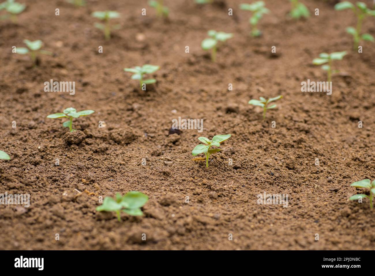 Cut flower garden. Planted young snapdragon seedlings. Landscaping ...