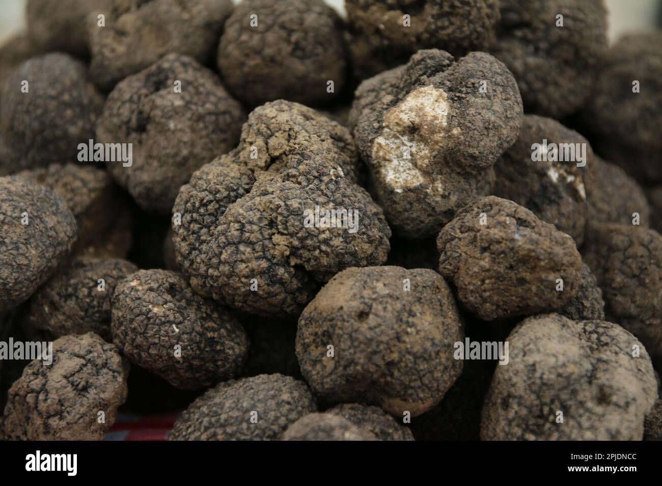Black Truffle (Tuber Melanosporum Stock Photo - Alamy