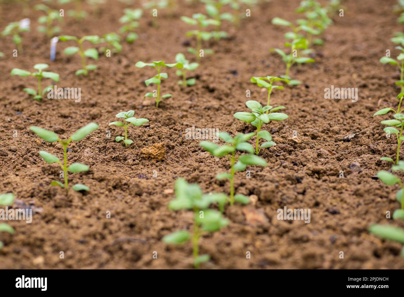Cut flower garden. Planted young snapdragon seedlings. Landscaping ...