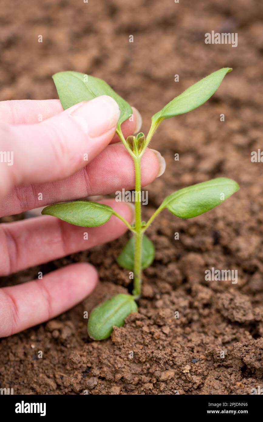 Pinching flowers. Pinching or snipping out a part of the new plant’s ...
