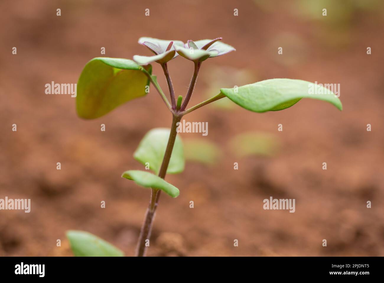 Pinching flowers. Pinching or snipping out a part of the new plant’s ...