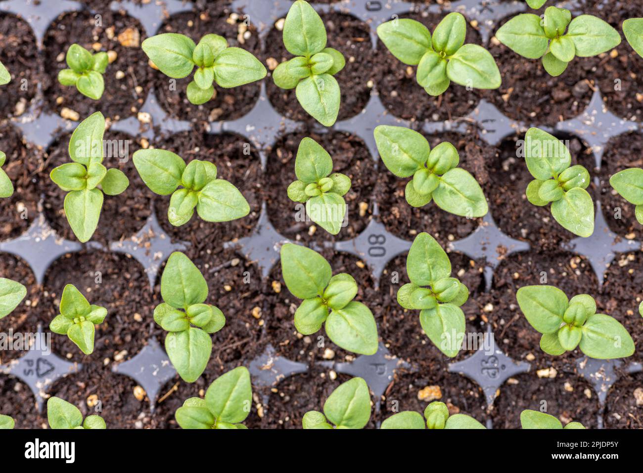 Young Snapdragon flower seedlings in their propagation tray. Cut flower ...