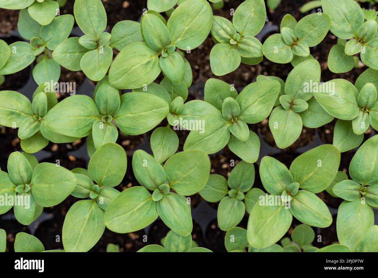 Young Snapdragon flower seedlings in their propagation tray. Cut flower ...