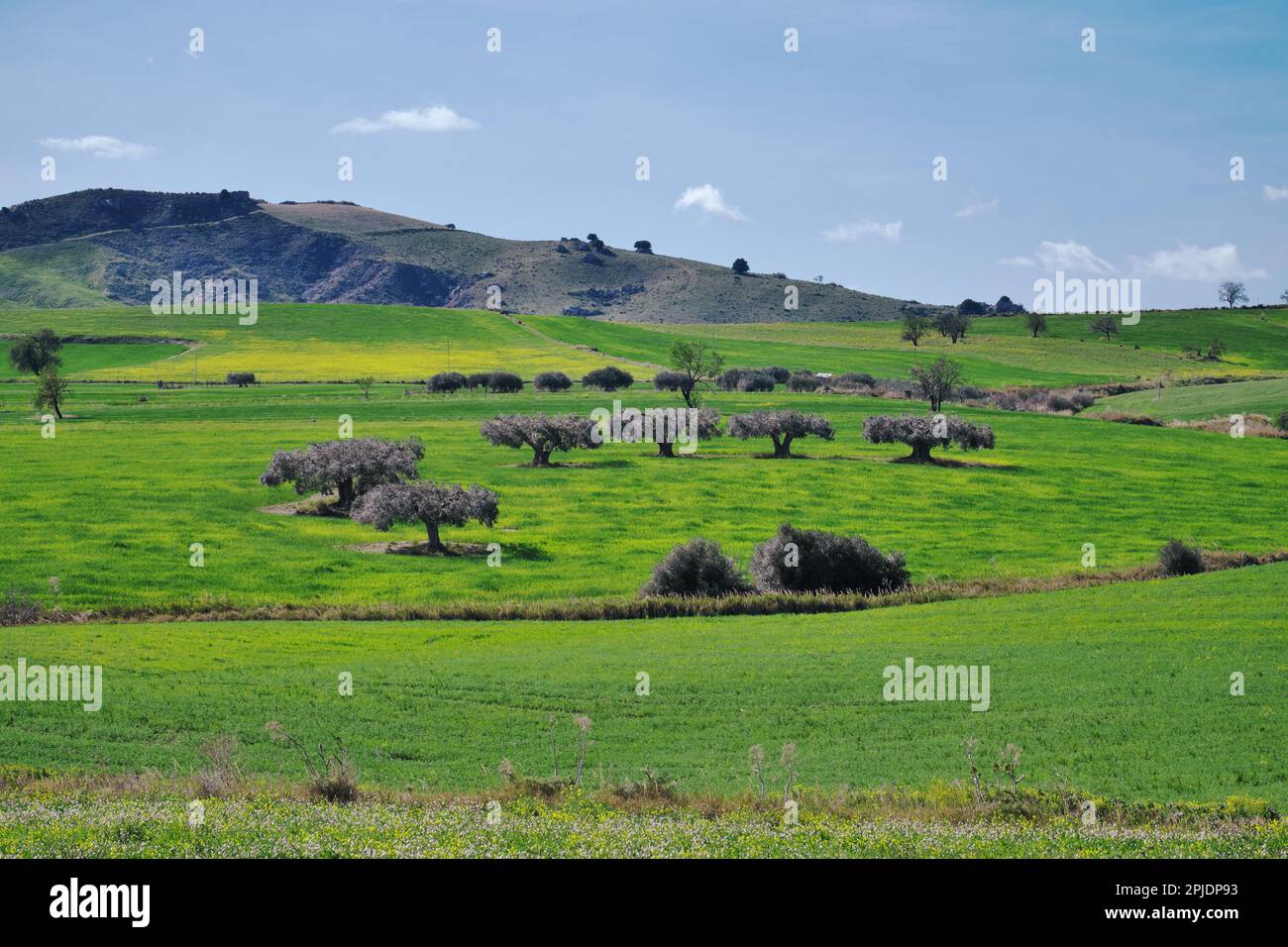 spring rural landscape with olive trees in Eastern Sicily, Italy Stock ...