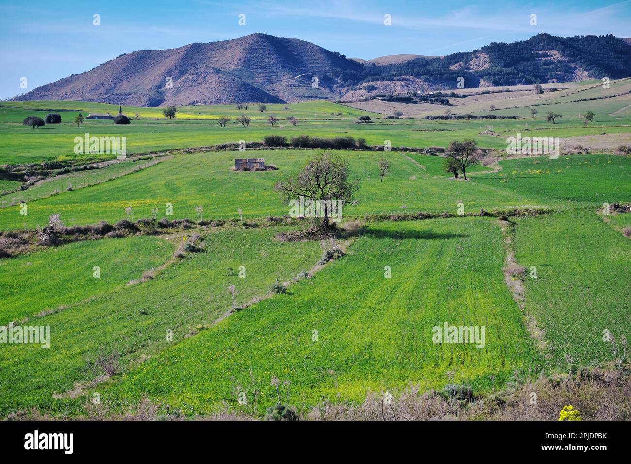 farm field hedge in rural landscape of Eastern Sicily in Italy Stock ...