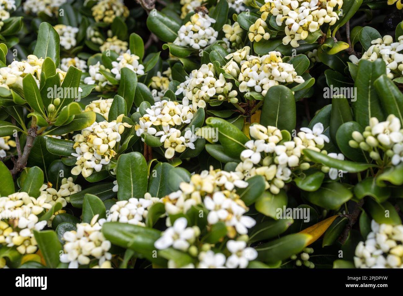 Flora of Israel. Pittosporum tobira is known by several common names ...
