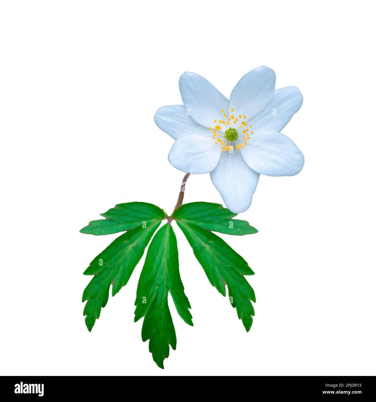 Spring flower wood Anemone (Anemone nemorosa) isolated on white ...