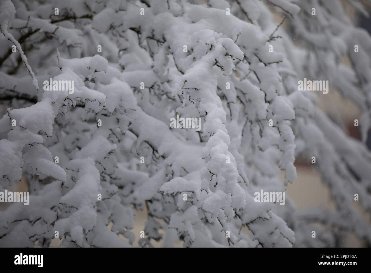 Close-up of the branches of a leafless tree covered in snow Stock Photo ...
