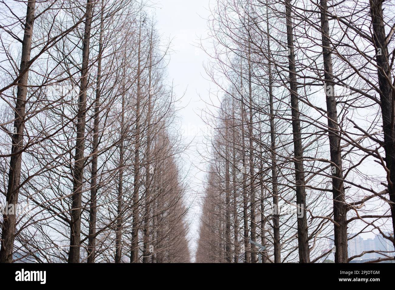 A picturesque winter scene of a wooded area featuring an array of ...