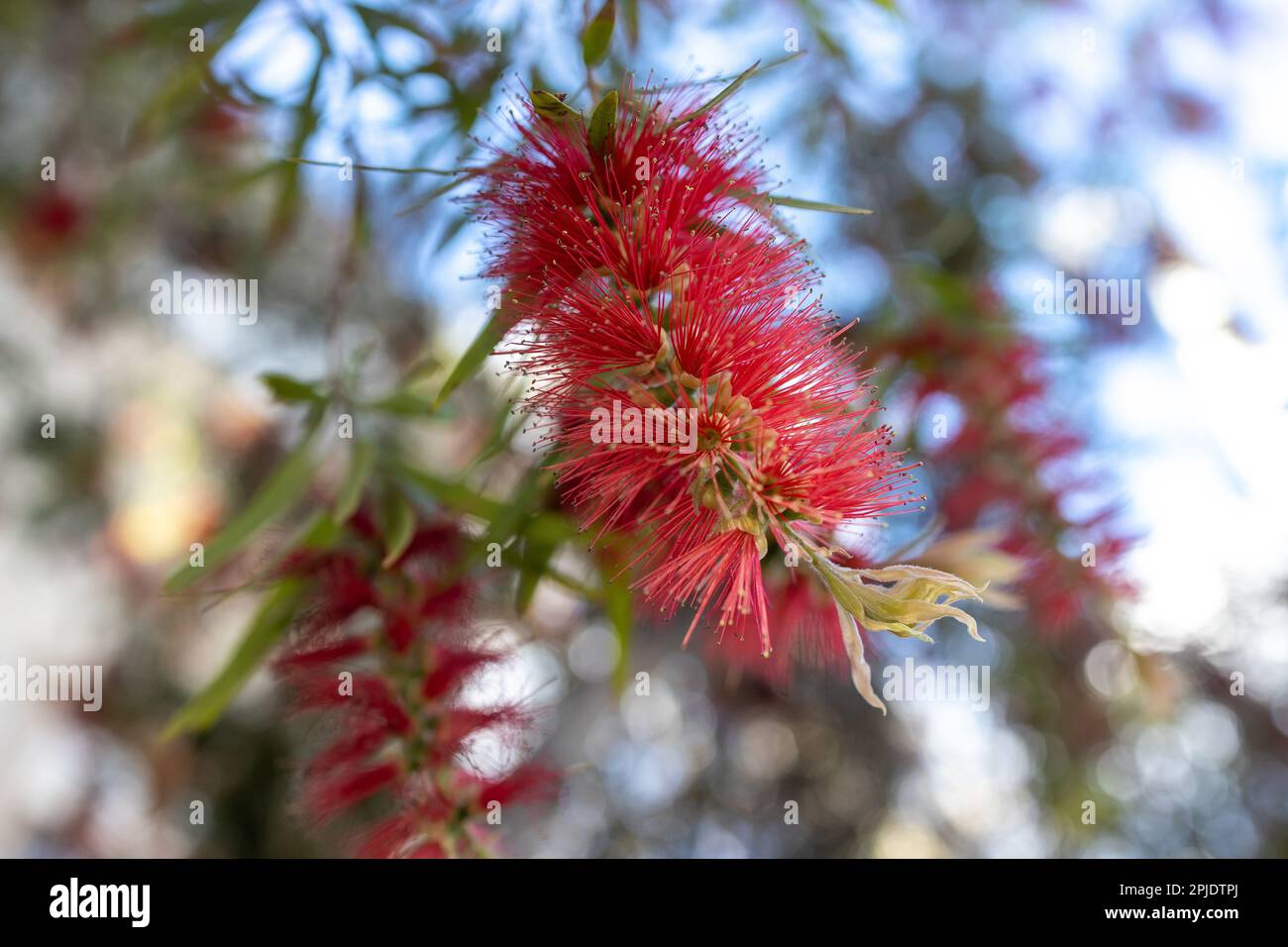 Callistemon is a genus of shrubs in the family Myrtaceae. Flora of ...
