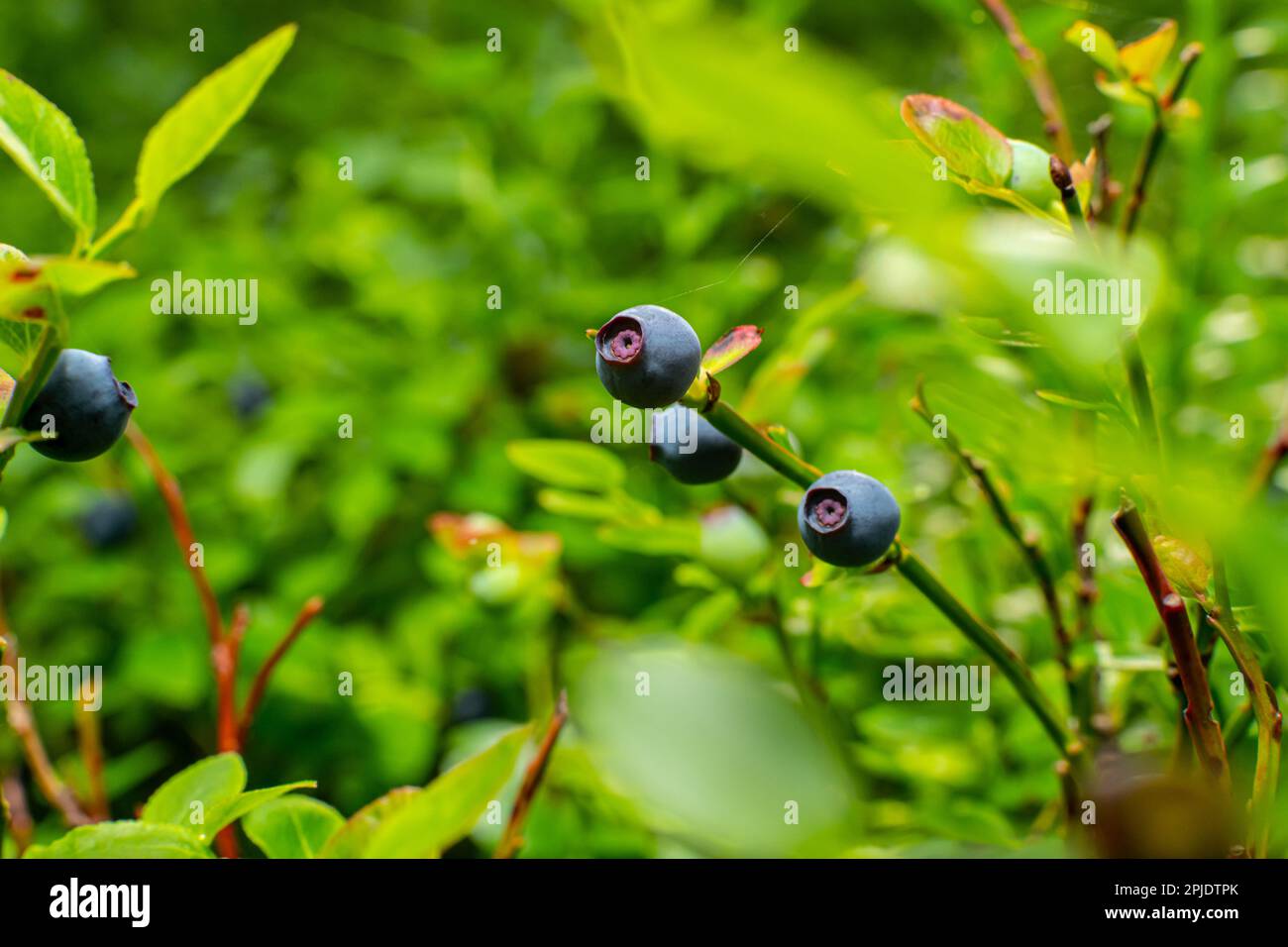 Ripe blueberries hanging from a bush ready to be picked and eaten Stock ...