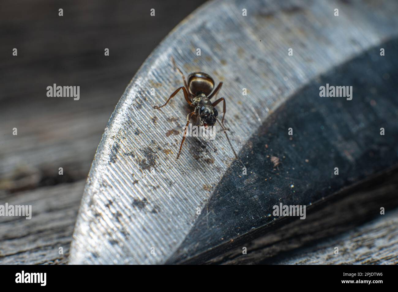 Curious ants hi-res stock photography and images - Alamy