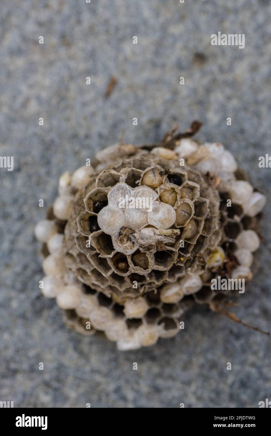 Close up photo of a wasps nest with larvae Stock Photo - Alamy