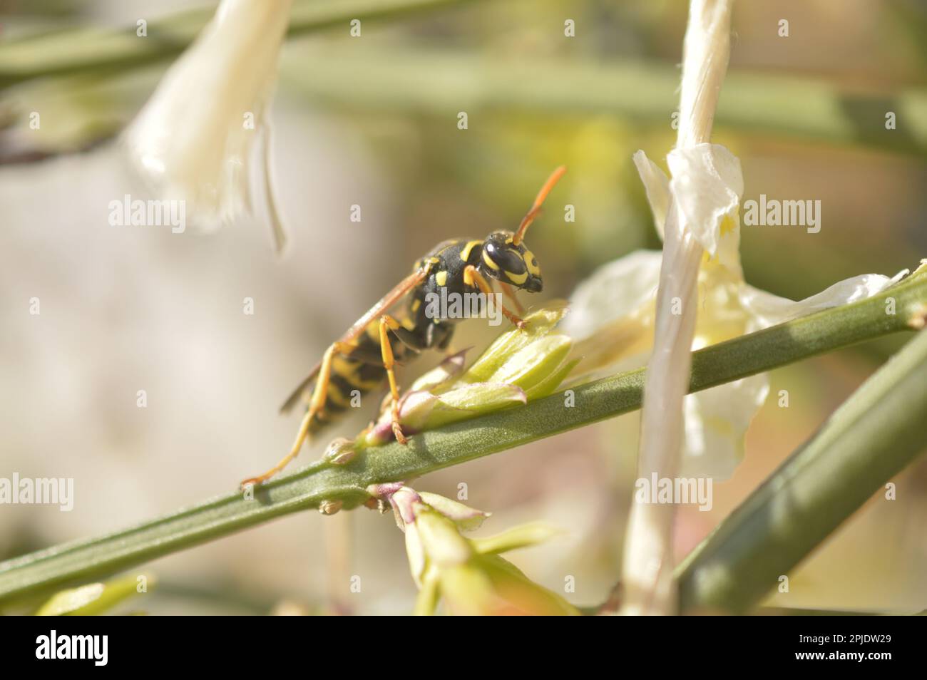 Wasp wallpaper hi-res stock photography and images - Alamy