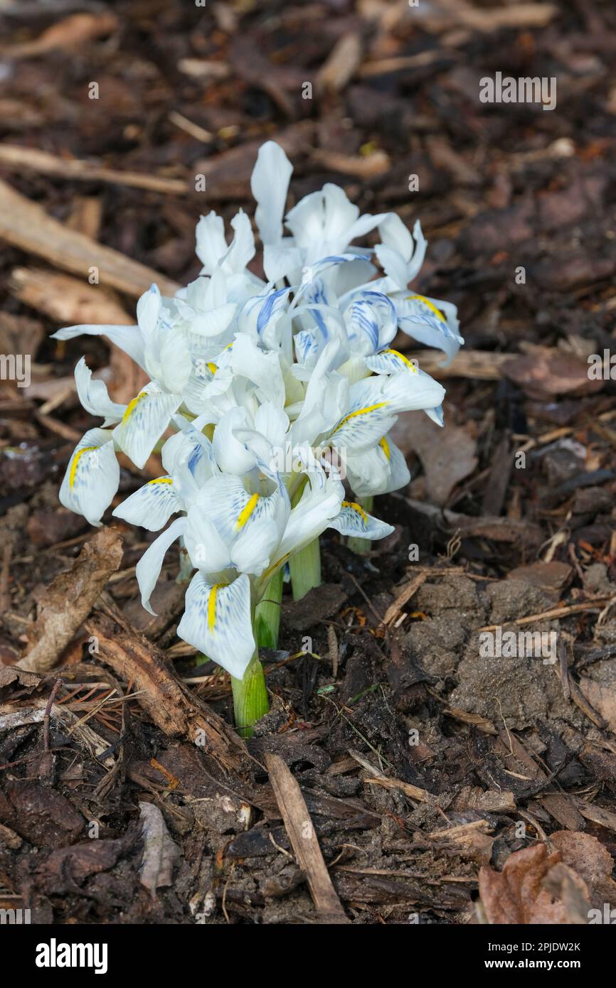 Iris histrioides Finola, dwarf bulbous reticulata, white flowers, blue ...
