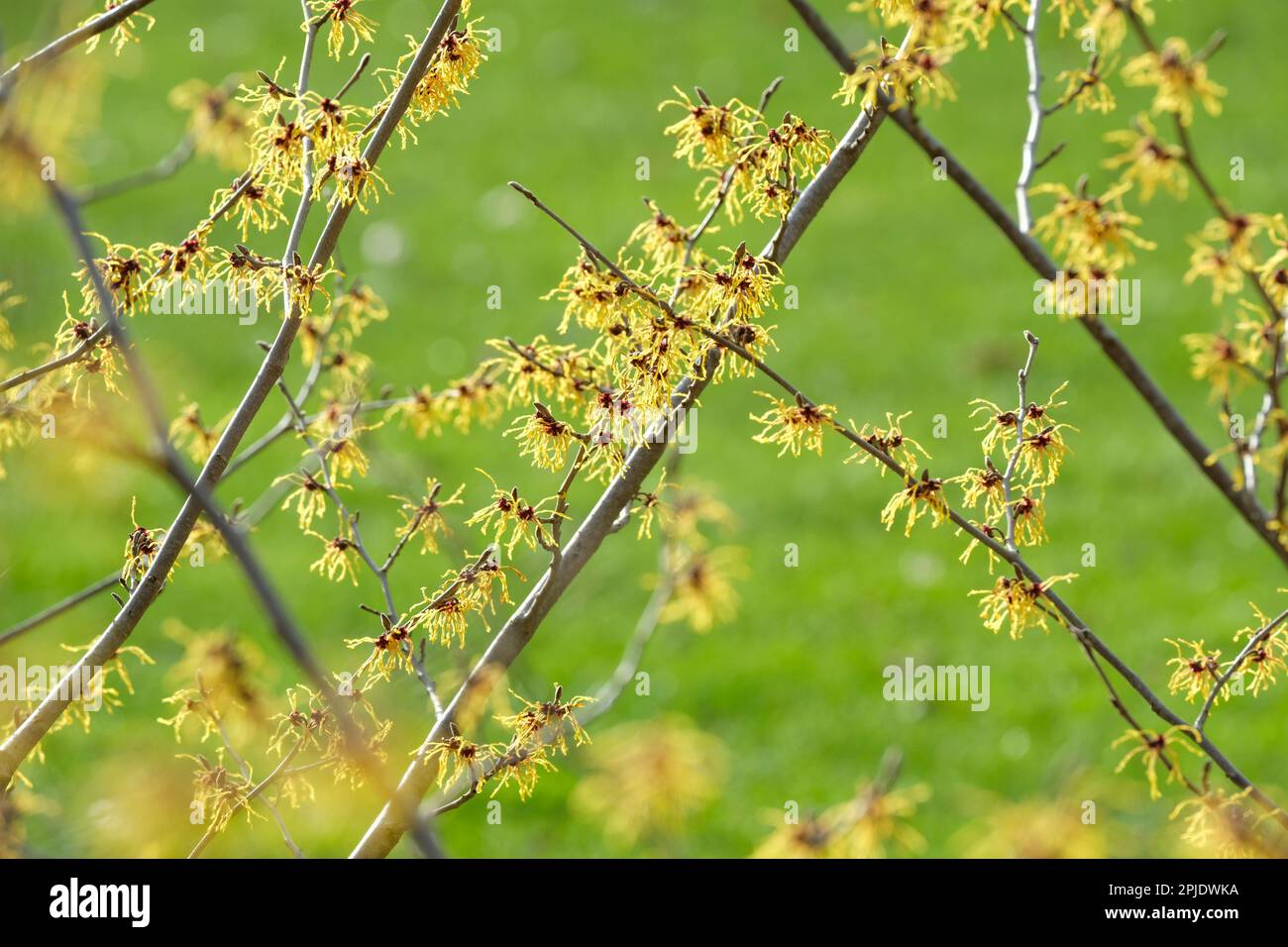 Hamamelis x intermedia Aurora, witch hazel, deciduous shrub, spidery ...