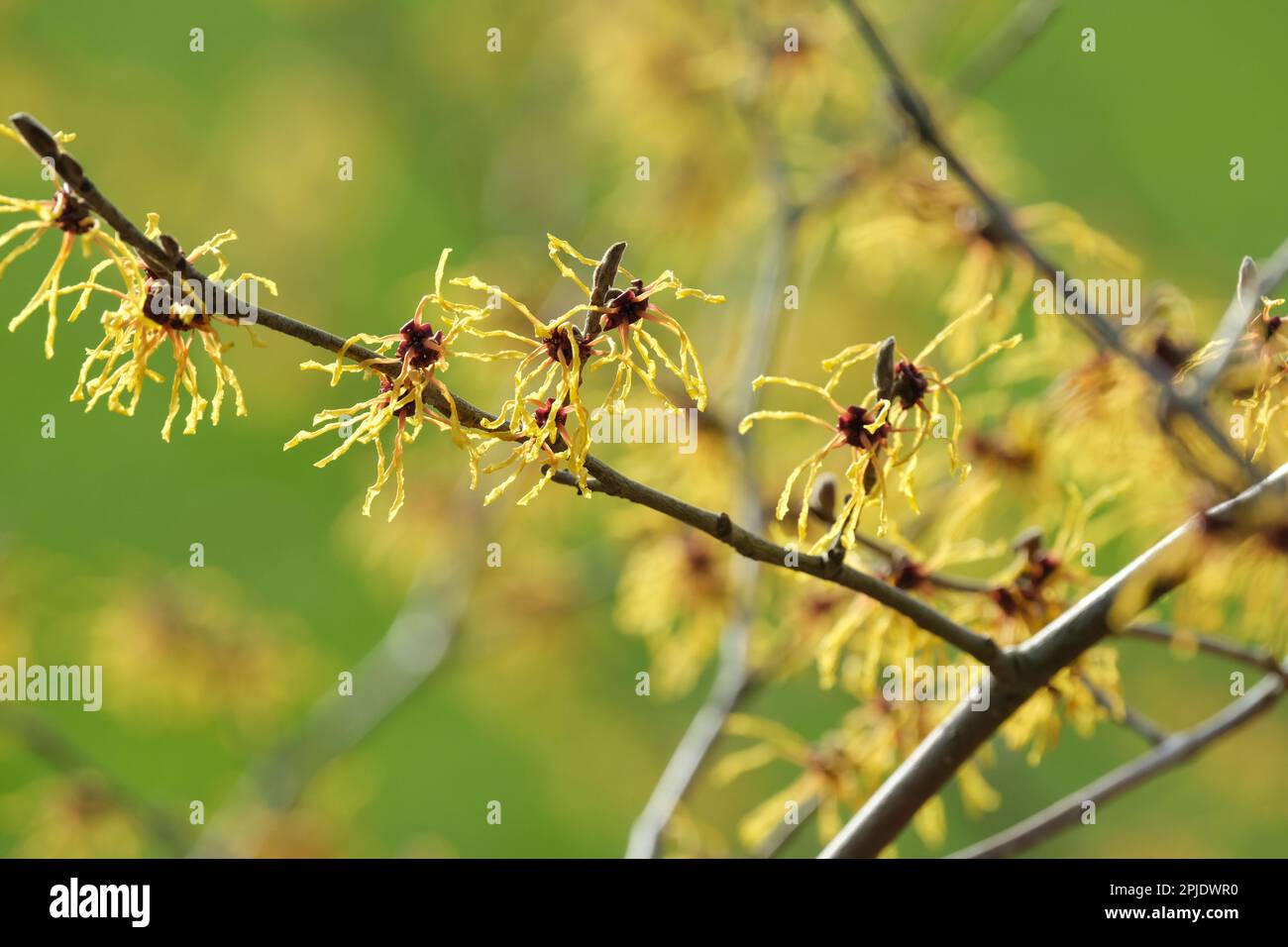 Hamamelis x intermedia Aurora, witch hazel, deciduous shrub, spidery ...