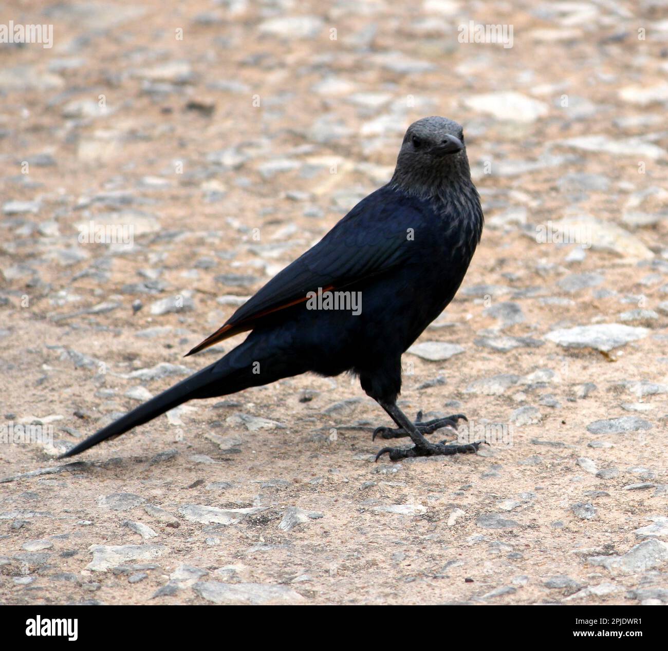 Female Red-winged starling (Onychognathus morio) has streaky grey head ...