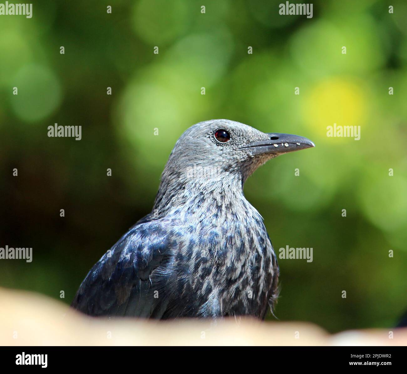 Female Red-winged starling (Onychognathus morio) has streaky grey head ...