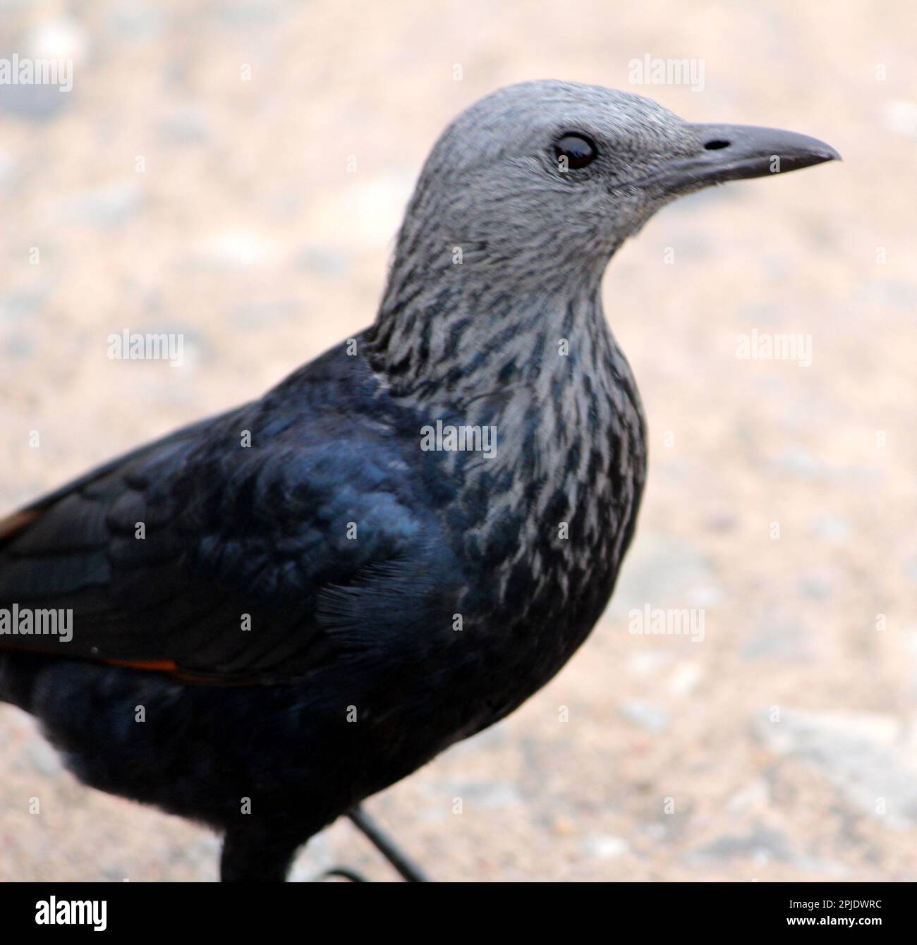 Female Red-winged starling (Onychognathus morio) has streaky grey head ...