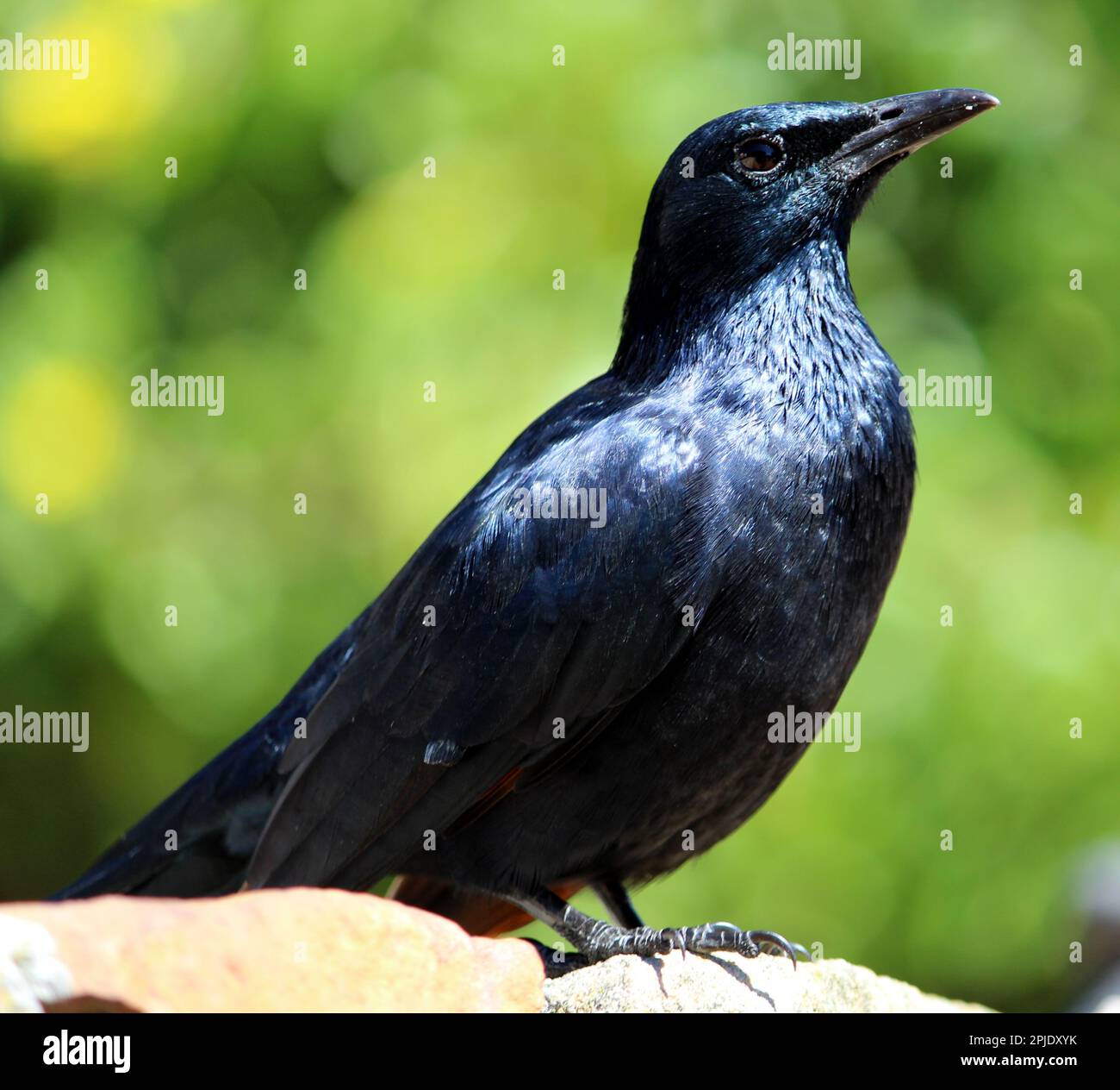 Male Red-winged starling (Onychognathus morio) has mainly black plumage ...
