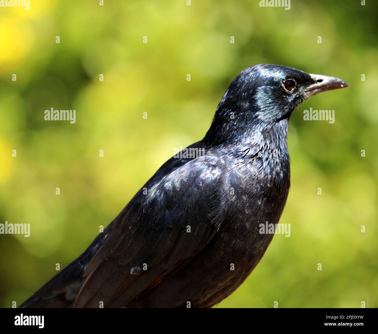 Male Red-winged starling (Onychognathus morio) has mainly black plumage ...