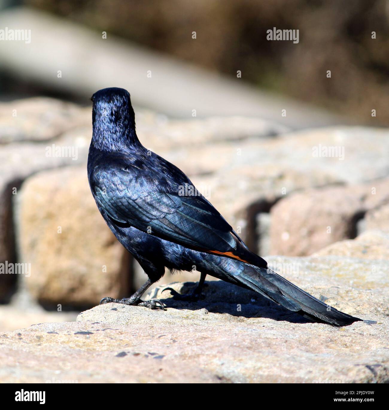 Male Red-winged starling (Onychognathus morio) has mainly black plumage ...