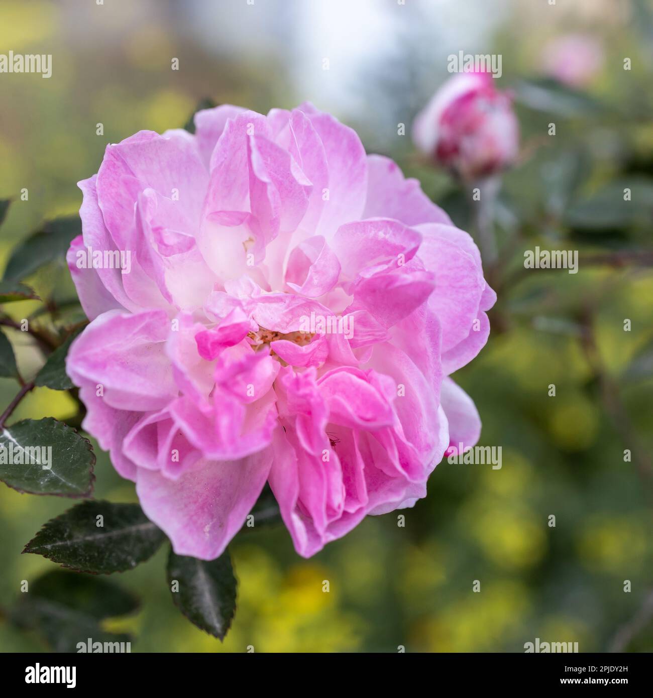 square frame. 'Eden' is an incredibly beautiful variety of roses ...