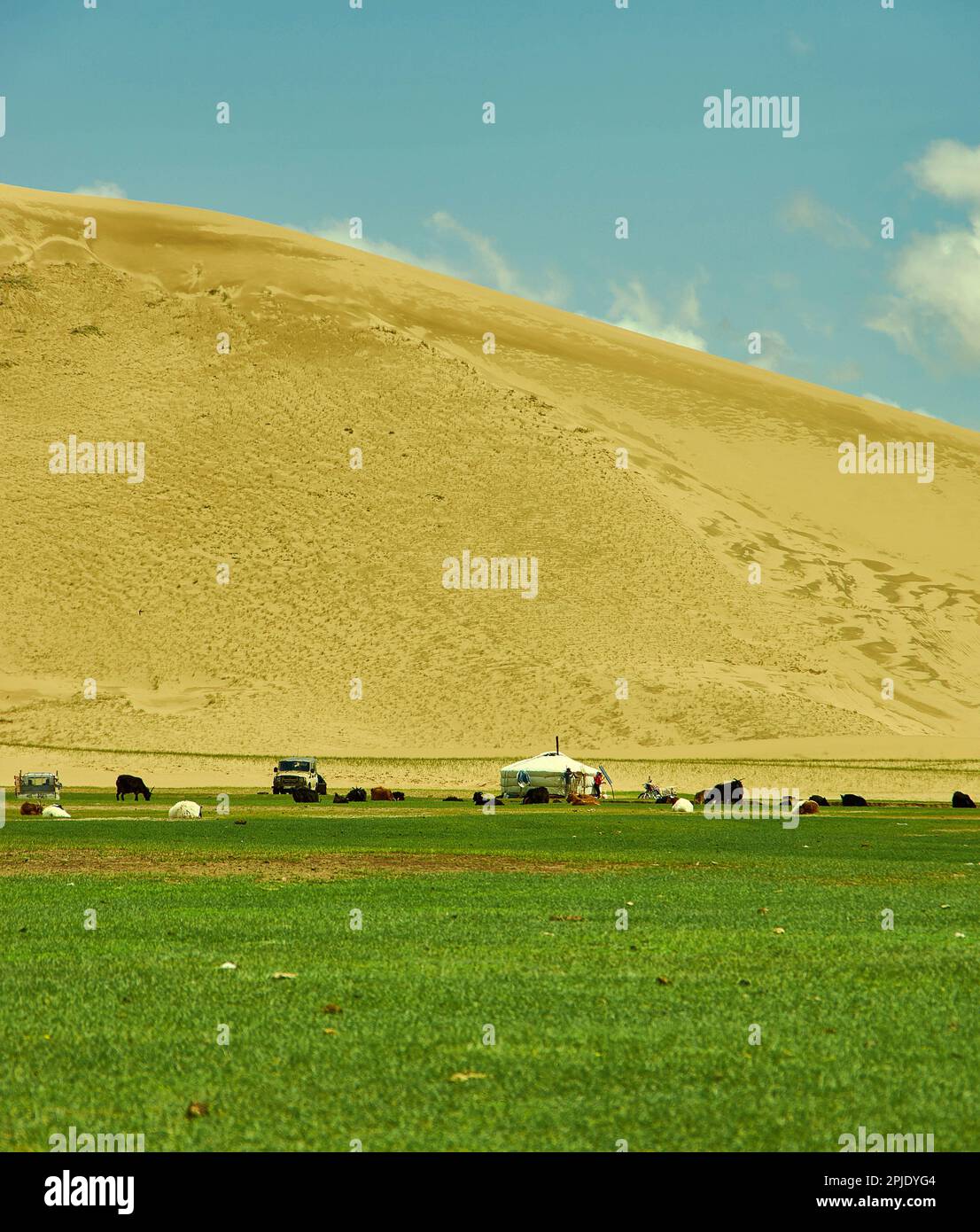 Sands Mongol Els, Herd of animals grazed on the grass Stock Photo - Alamy
