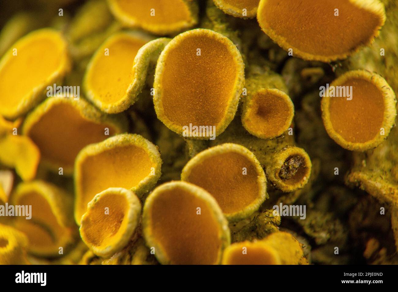 yellow lichen, a composite organism of algae or bacteria and fungi, in ...