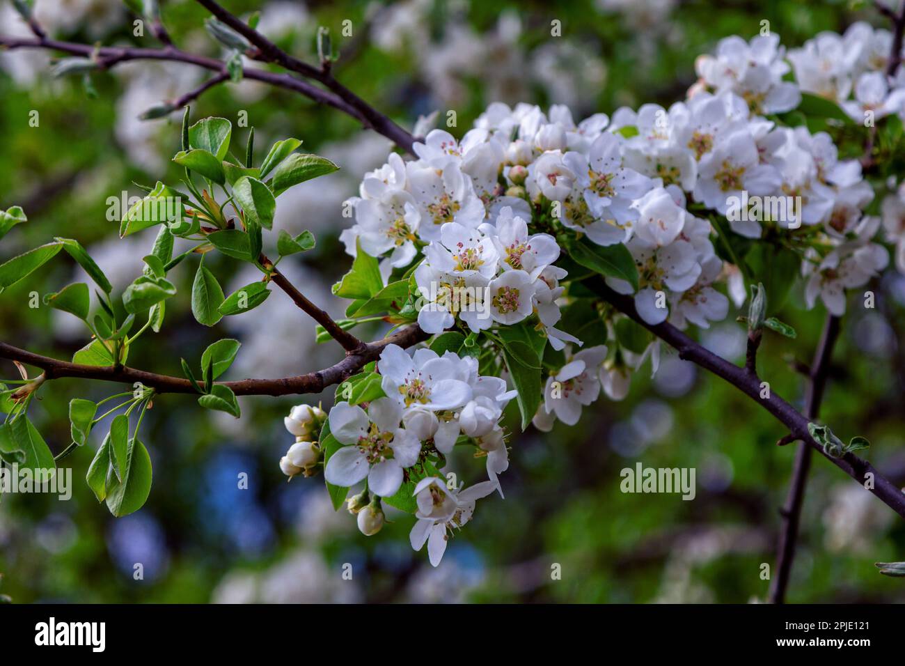Beautiful blooming pear tree branches with white flowers growing in a ...