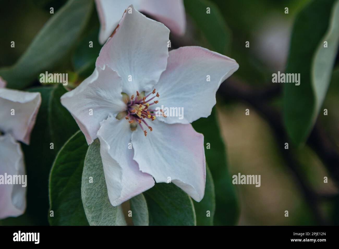 Quince tree hi-res stock photography and images - Alamy