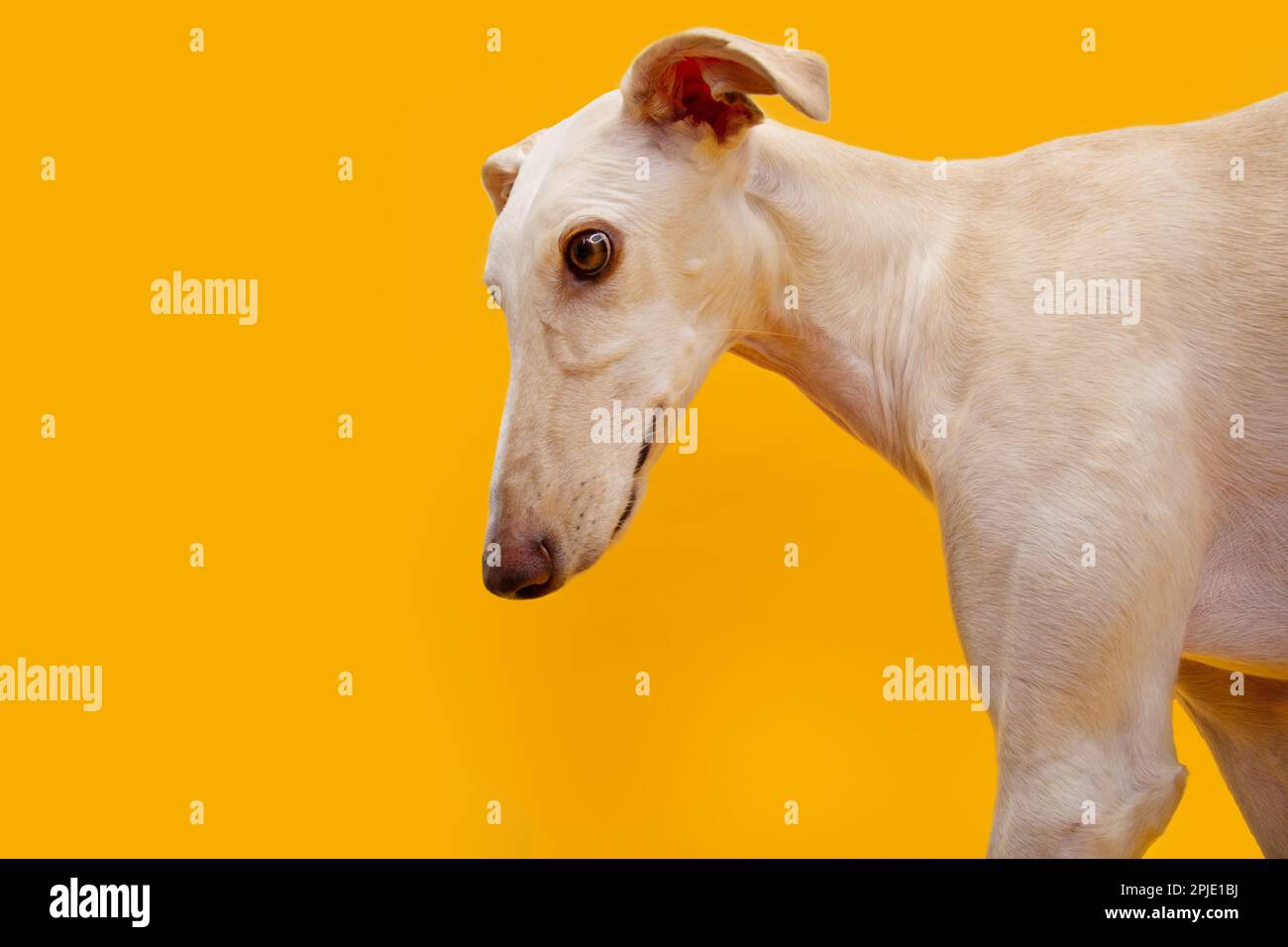 Portrait and profile white greyhound dog looking away. Isolated on ...