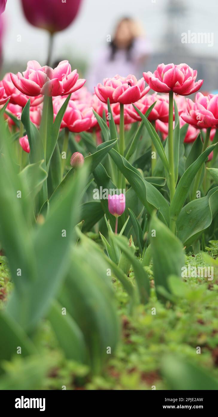 A vertical shot a short purple tulip in a blooming lush field of tall ...