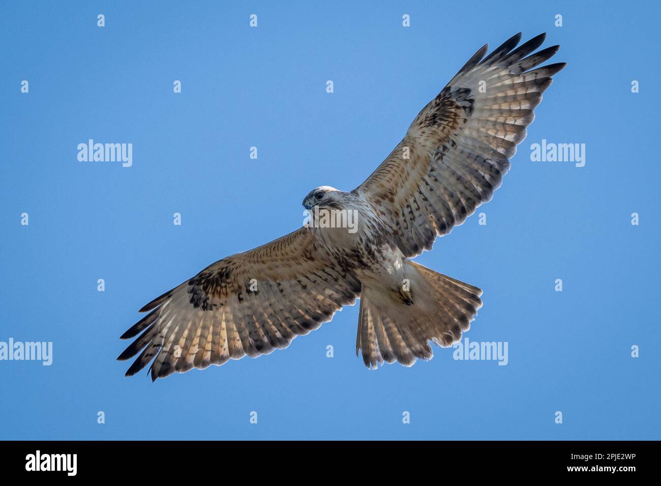 Bird circling overhead hi-res stock photography and images - Alamy