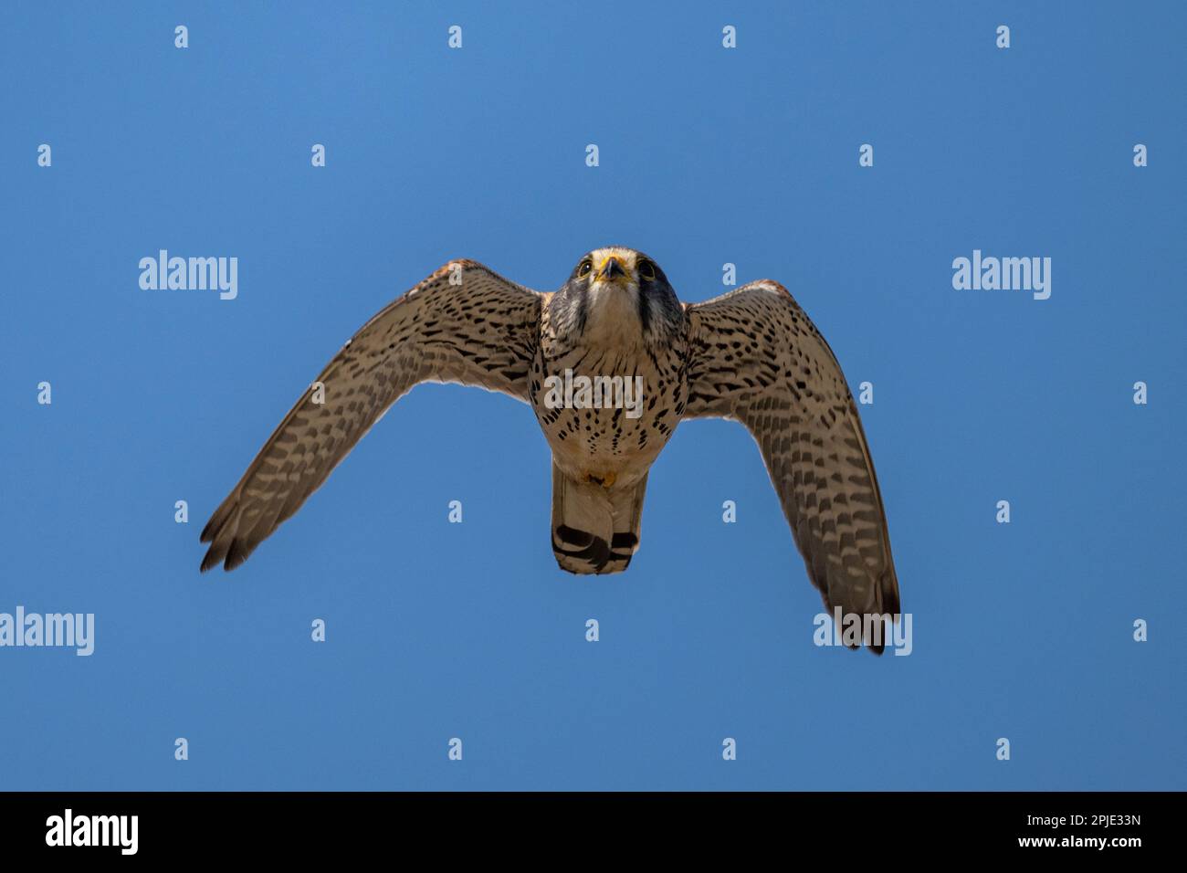A Eurasian Kestrel flying overhead Stock Photo - Alamy