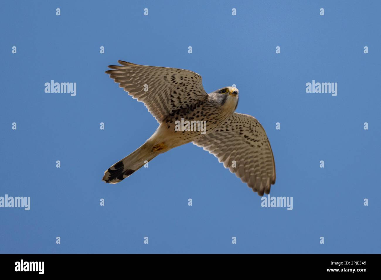 A Eurasian Kestrel flying overhead Stock Photo - Alamy