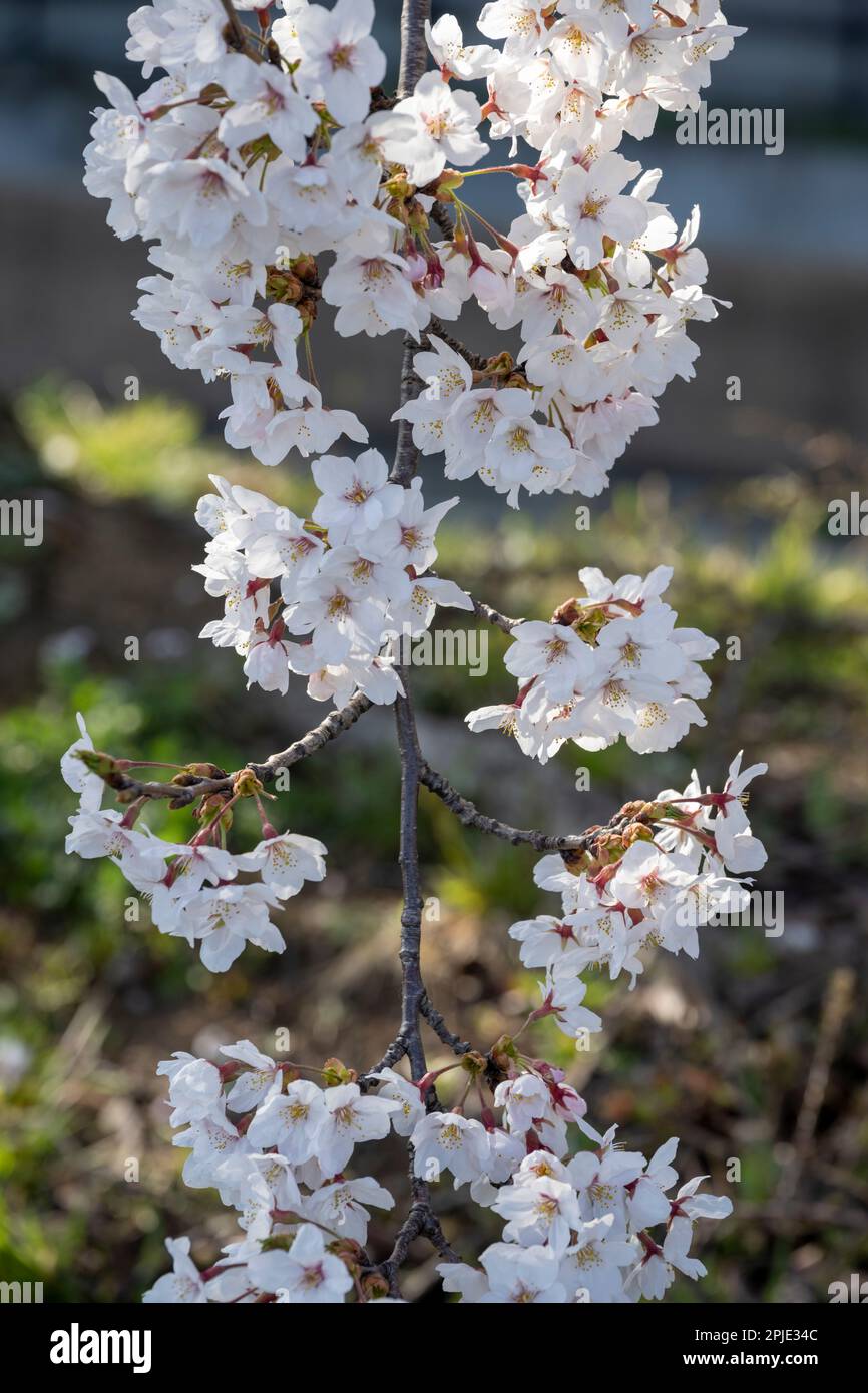 A brach of blossoms gracefully reaches to the grass along a riverside ...