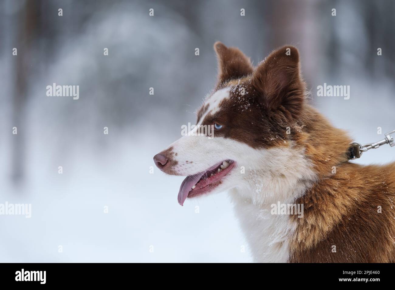 Ginger laika dog portrait in winter, shallow focus Stock Photo - Alamy
