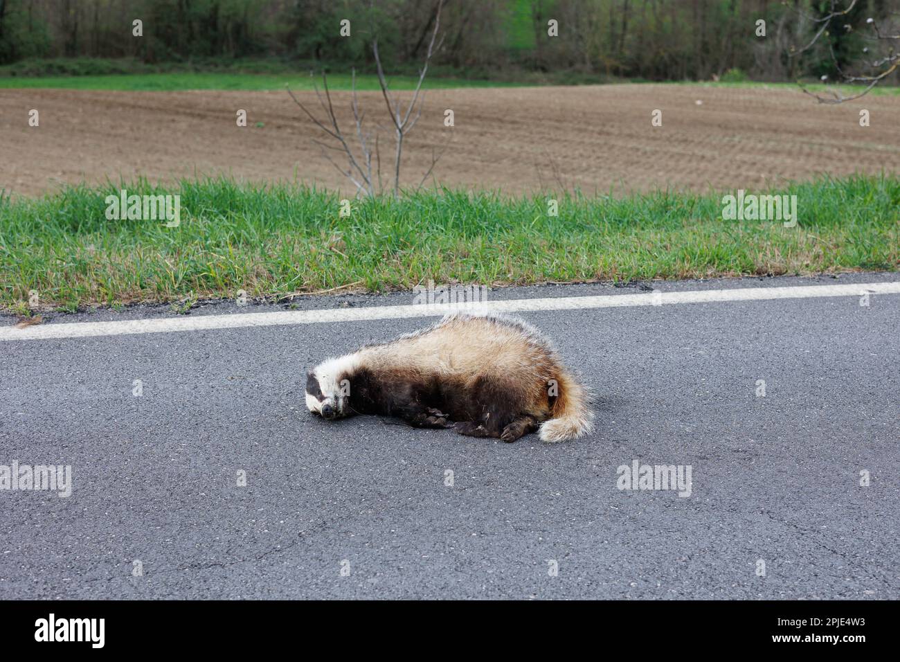Dead Badger above the Asphalt of a Country Road Stock Photo - Alamy